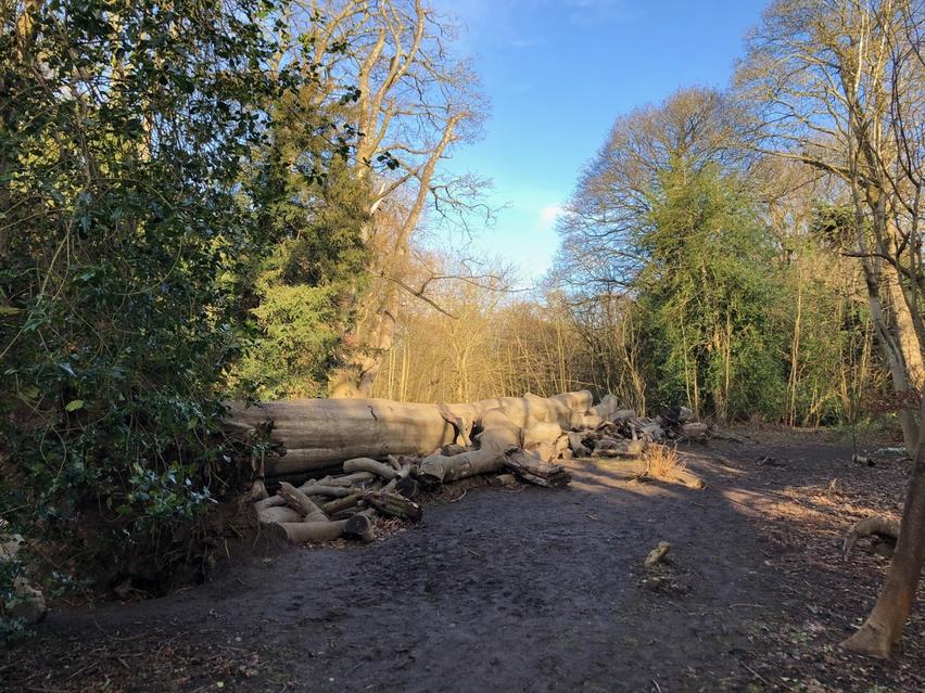 CammoPark_log - 1 - Cammo Park - Locations - Film Edinburgh